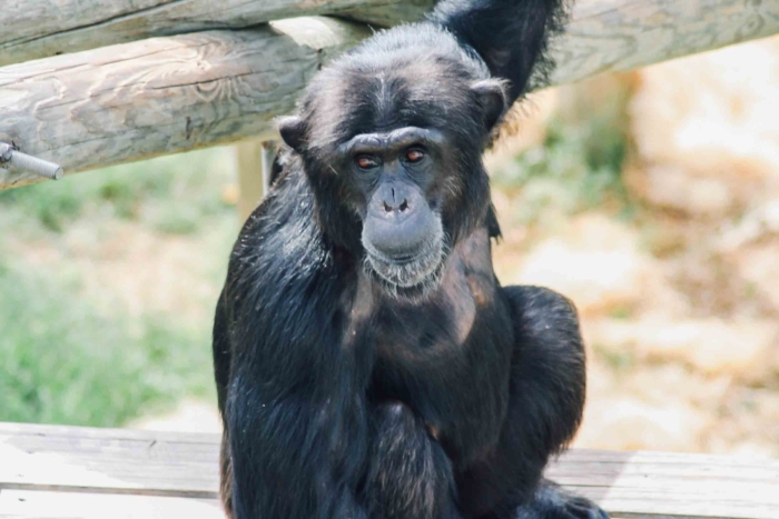 Shahee - Chimp Haven