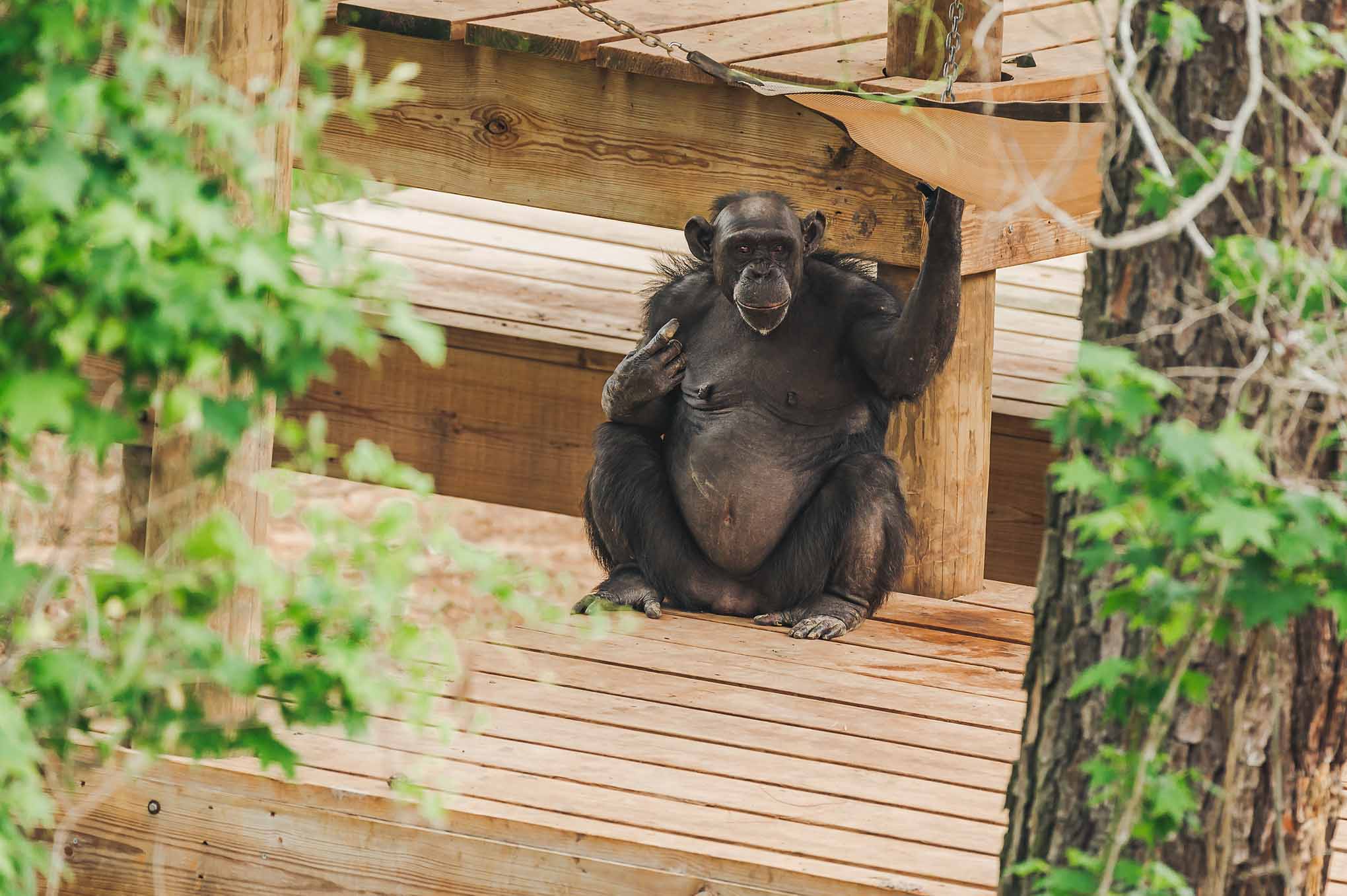 Meet The Chimps - 300+ Chimps To Get To Know - Visit Us