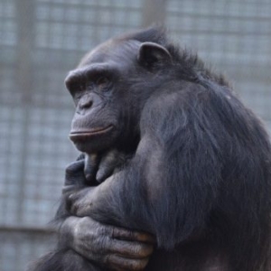Chimpanzee Myths and Fun Facts - Chimp Haven