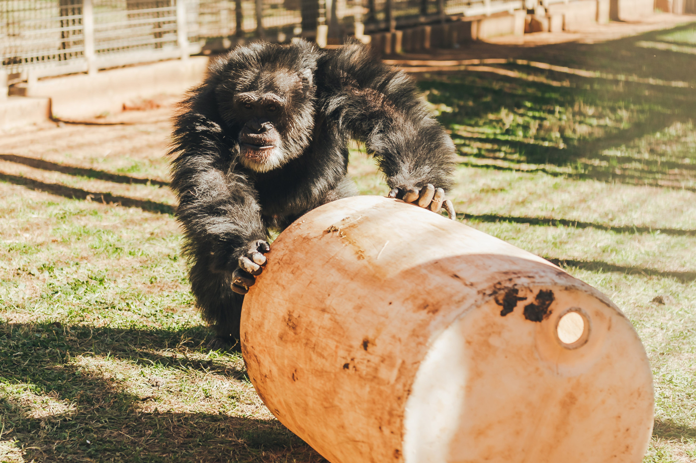 When one door closes, a chimp has probably broken it - Chimp Haven