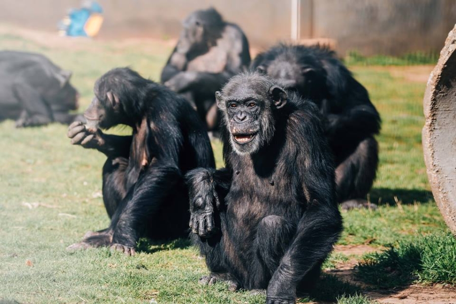 Diving Into Spring at the Sanctuary - Chimp Haven