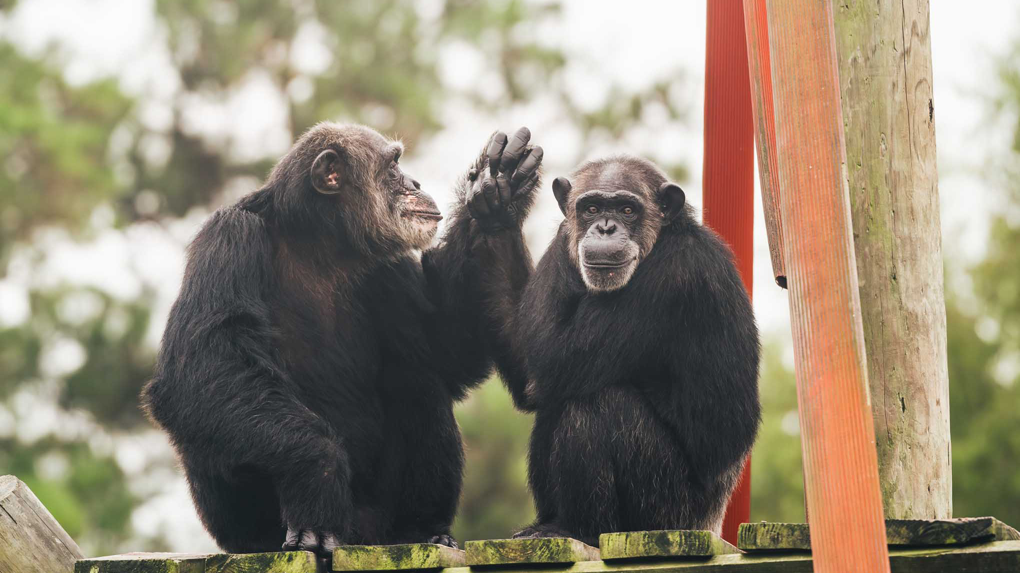 Join us in celebrating 30 years of the Chimp Life - Chimp Haven