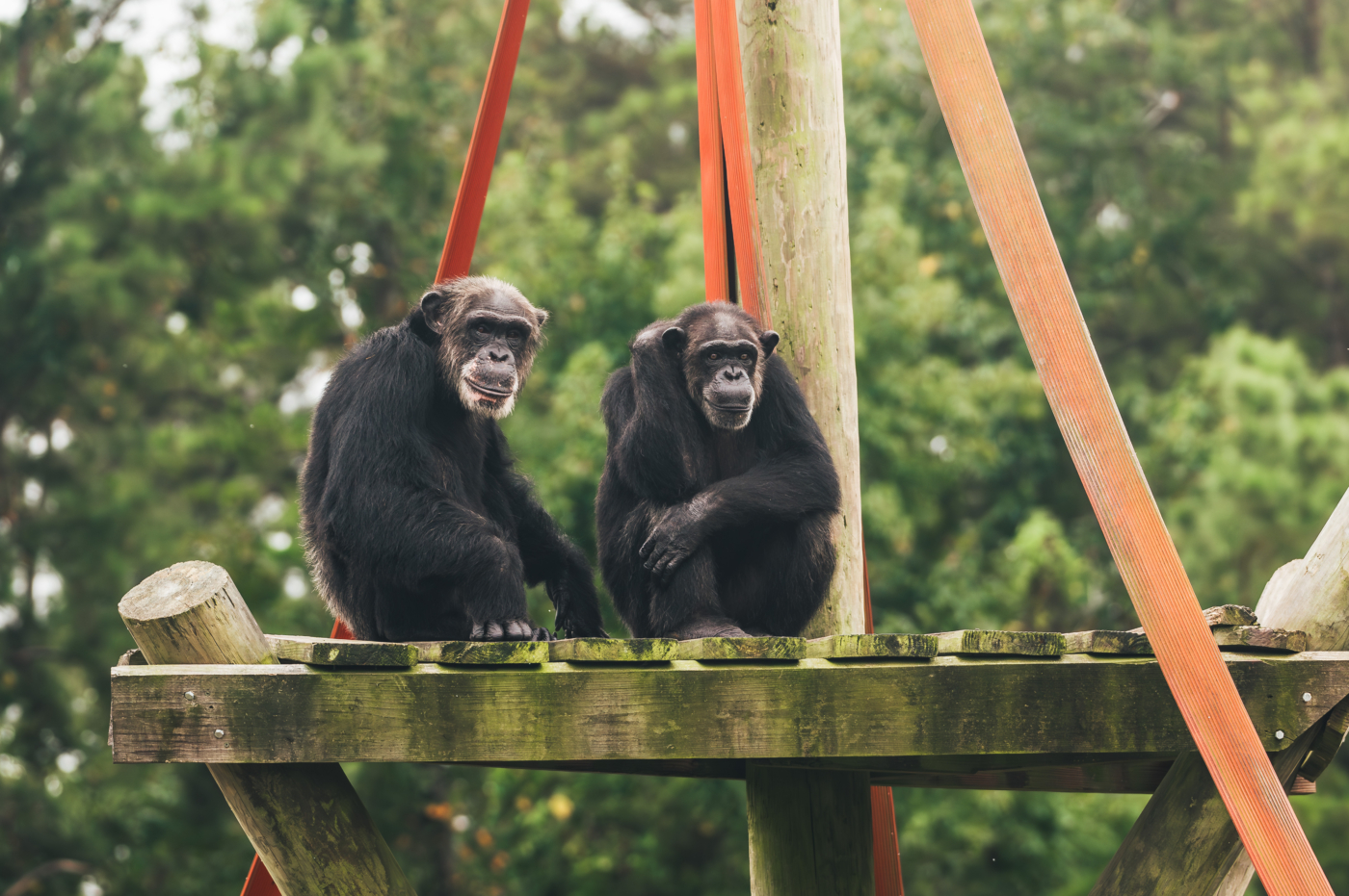 The Alamogordo chimps will transfer to Chimp Haven - Chimp Haven