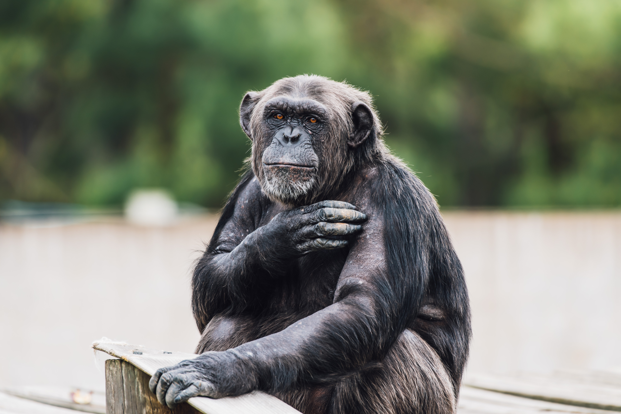 Help End Private Chimp Ownership