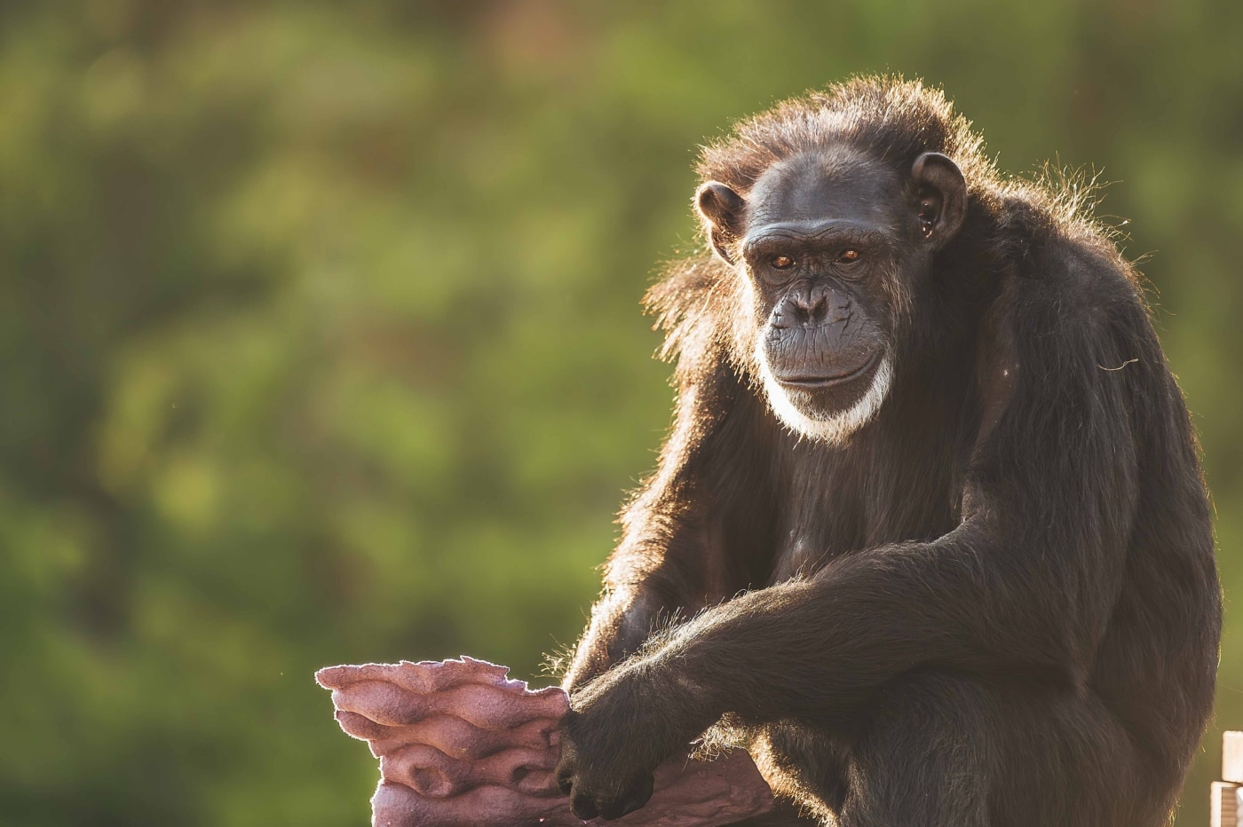 Jordan's Star Students - Chimp Haven