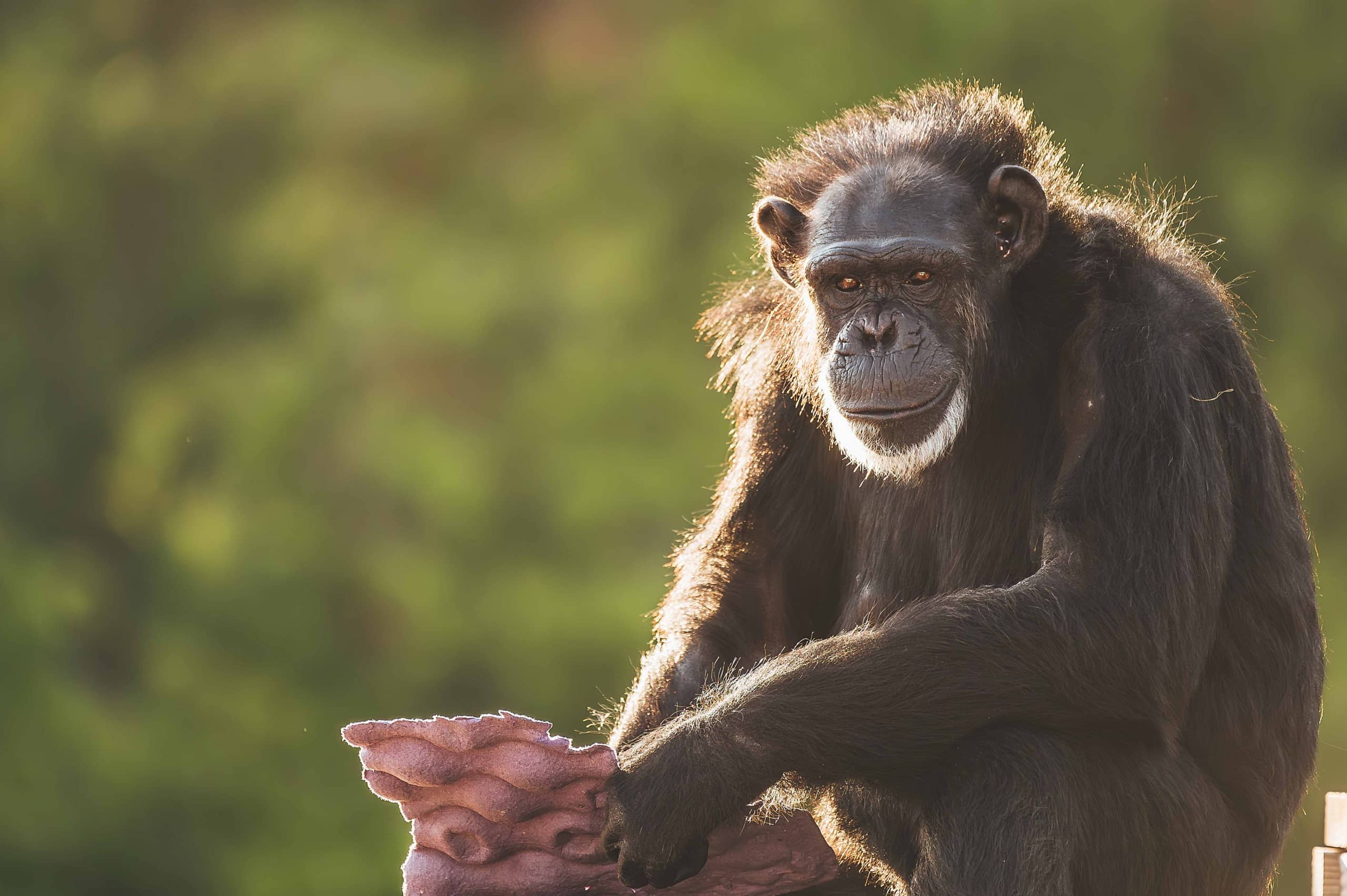 Jordan's Star Students - Chimp Haven