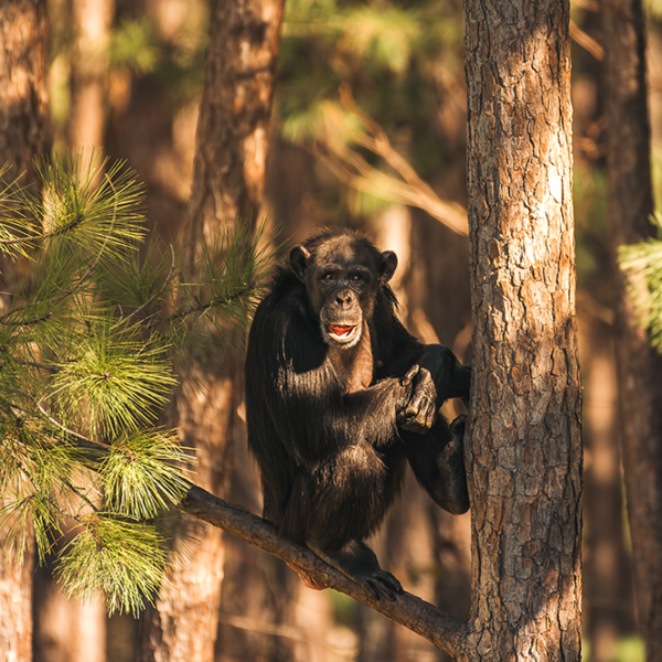 About The Chimp Haven Sanctuary - Chimp Life - Donate Now