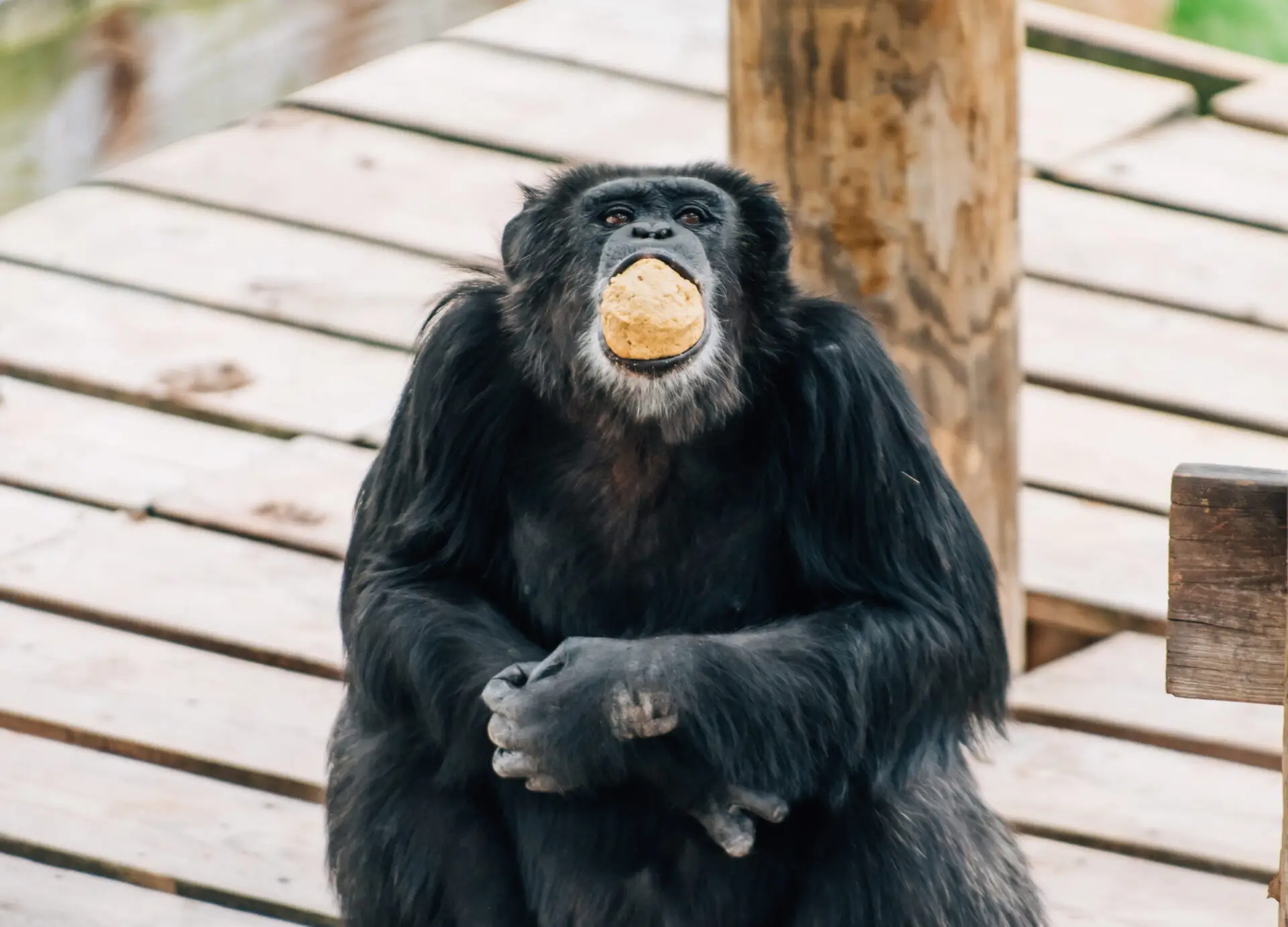 How to Speak Caregiver - Chimp Haven
