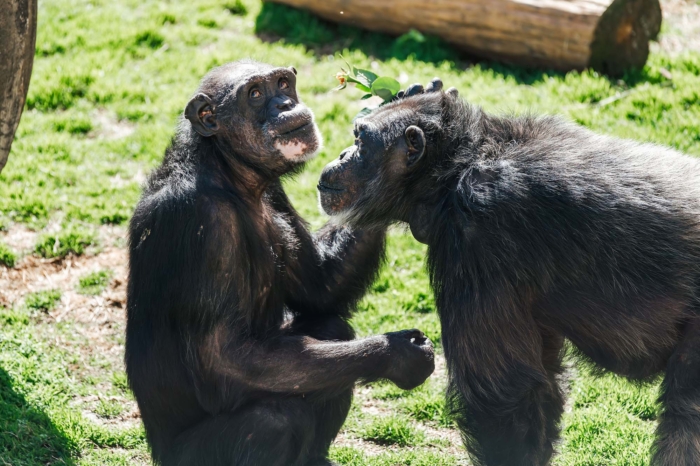 Henry's Story - Chimp Haven
