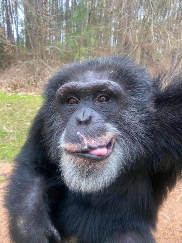 Chimp Haven - World’s Largest Chimpanzee Sanctuary