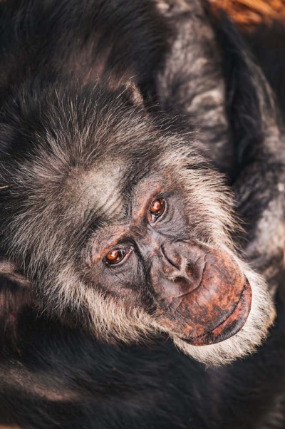About The Chimp Haven Sanctuary - Chimp Life - Donate Now