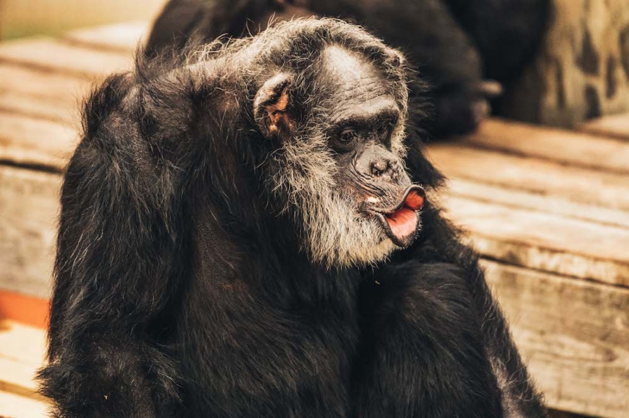 Chimp Haven - World’s Largest Chimpanzee Sanctuary