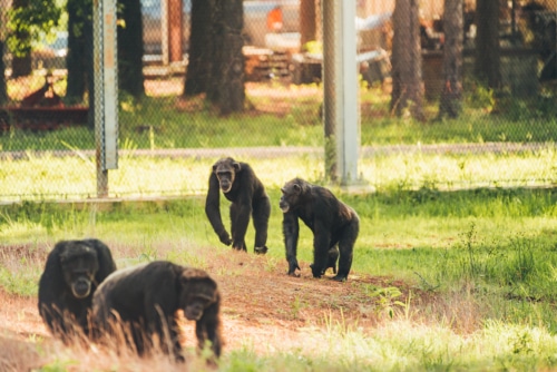Chimp Life - Care & Daily Enrichment - Support Our Chimps