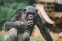 Chimp Haven - World’s Largest Chimpanzee Sanctuary