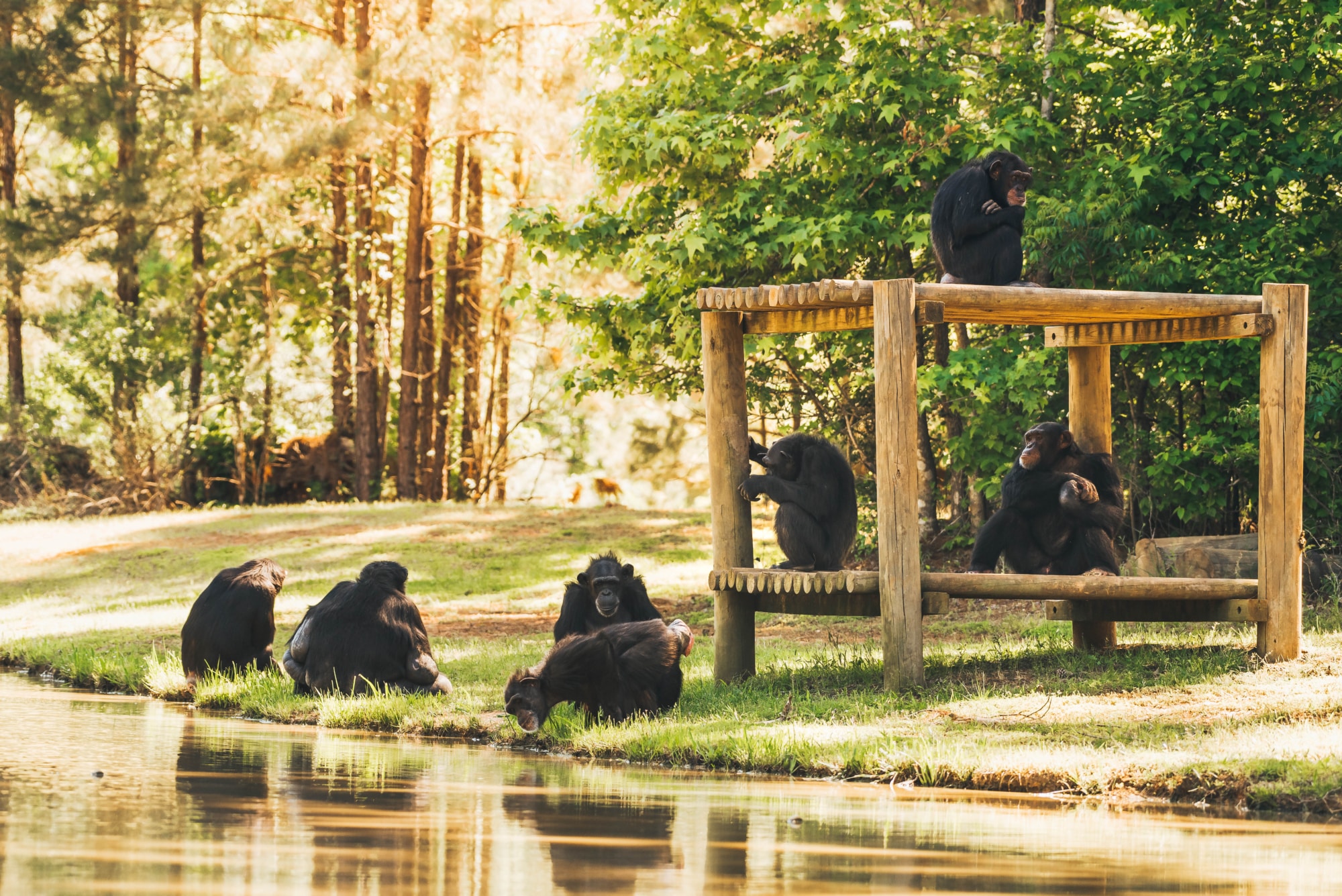 Chimp Life - Care & Daily Enrichment - Support Our Chimps