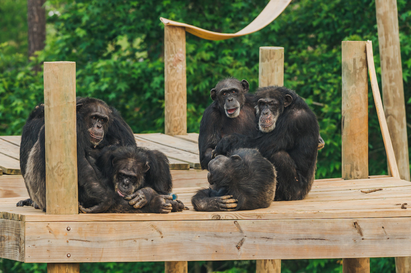 Chimp Life - Care & Daily Enrichment - Support Our Chimps