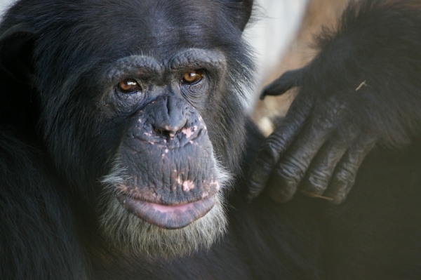 Chimp Haven - World’s Largest Chimpanzee Sanctuary