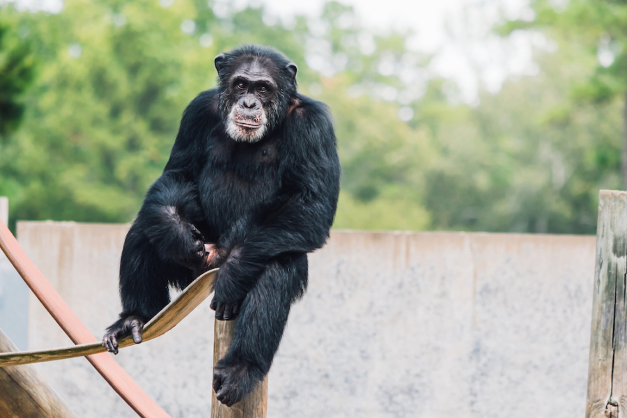 Chimps As Pets - Why You Not Have Chimp As Pet