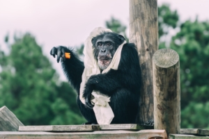 Chimps As Pets - Why You Not Have Chimp As Pet