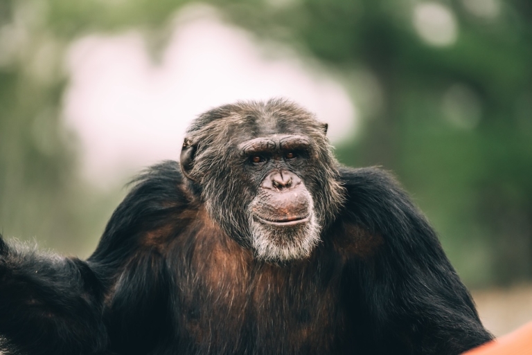 Help End Private Chimp Ownership