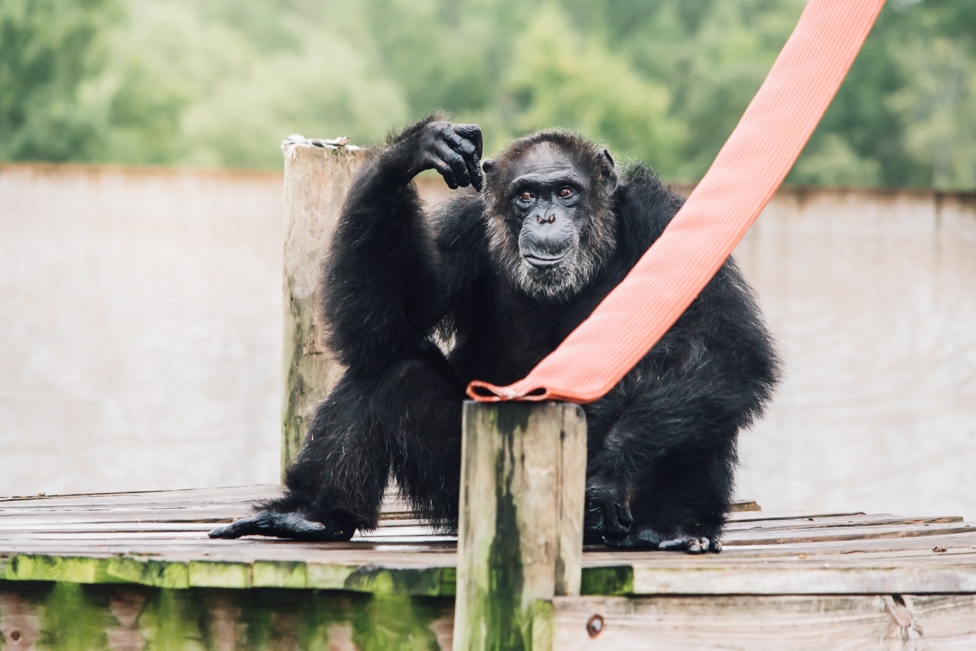 Sponsor Your Favorite Chimp Today - Chimp Haven Organization