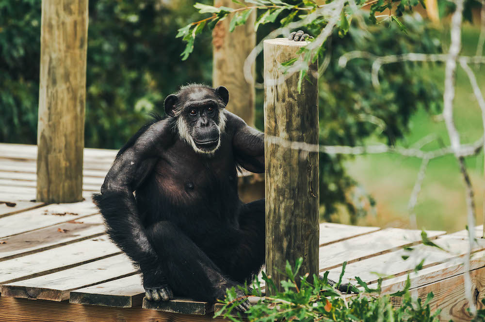 Middle School Lessons - Learn More About The Chimps