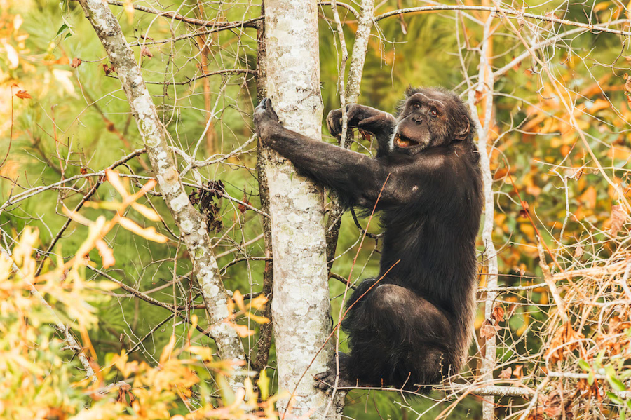 Middle School Lessons - Learn More About The Chimps
