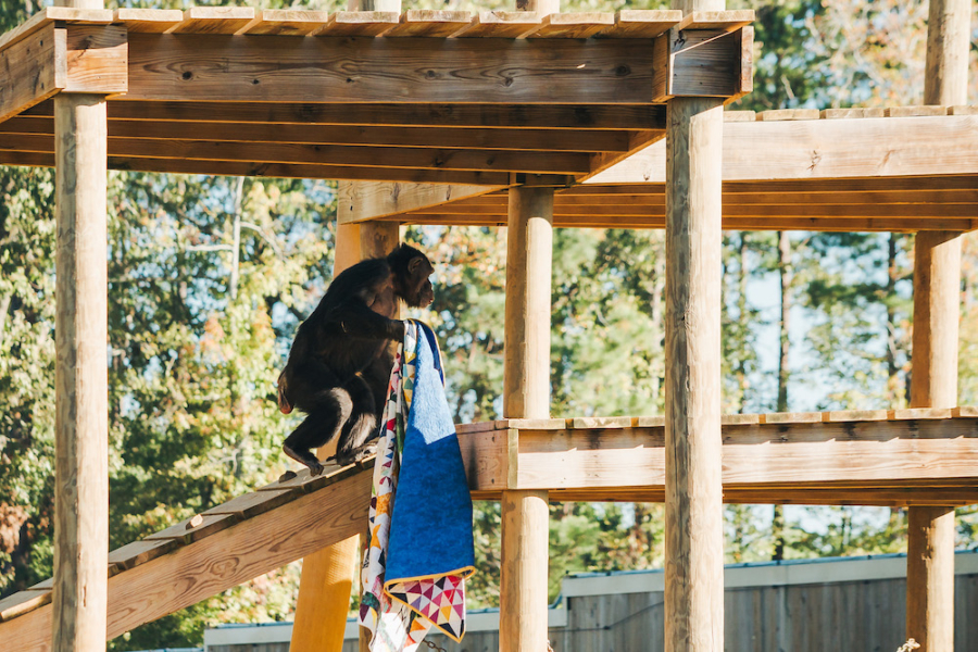 Middle School Lessons - Learn More About The Chimps