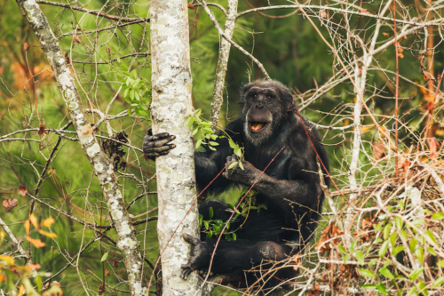 About The Chimp Haven Sanctuary - Chimp Life - Donate Now