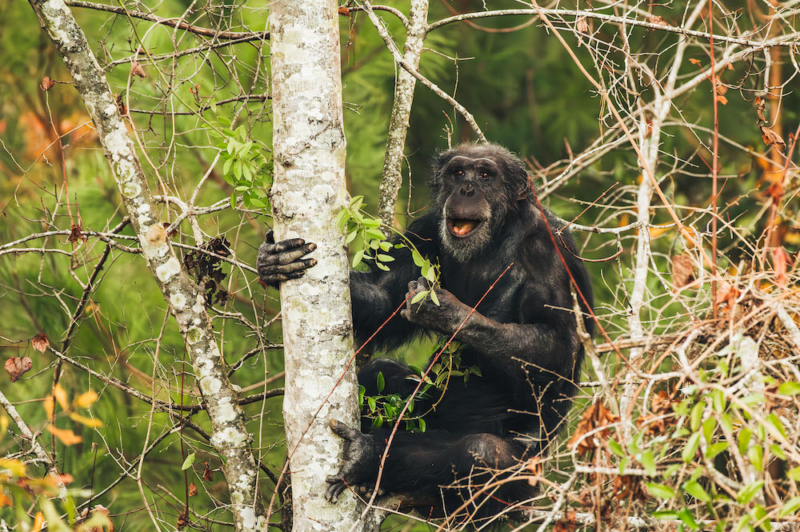 About The Chimp Haven Sanctuary - Chimp Life - Donate Now