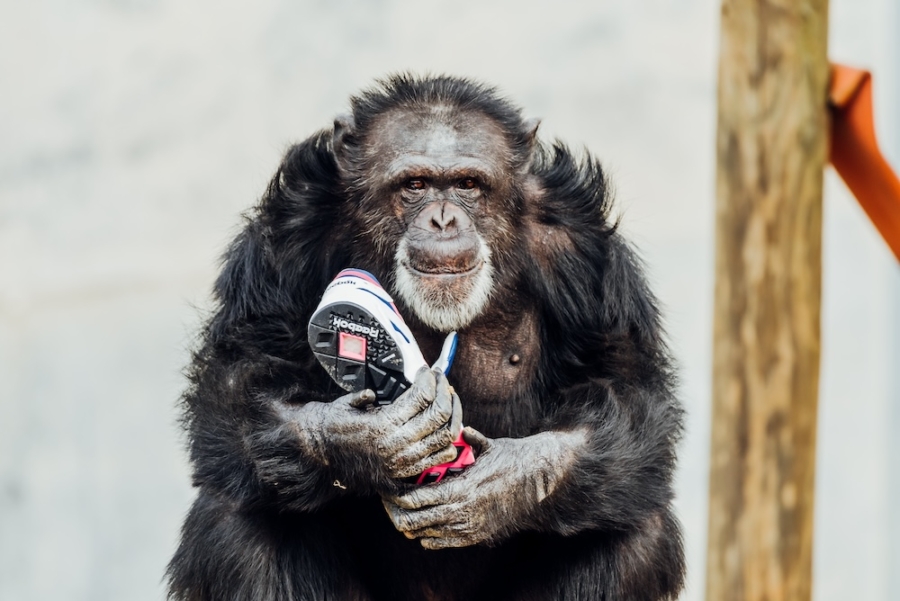 Chimp Haven - World’s Largest Chimpanzee Sanctuary