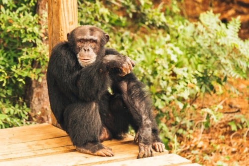 Meet The Chimps - 300+ Chimps To Get To Know - Visit Us
