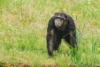 About The Chimp Haven Sanctuary - Chimp Life - Donate Now