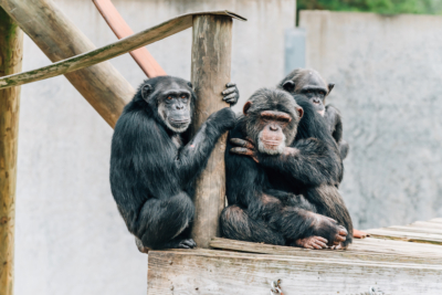About The Chimp Haven Sanctuary - Chimp Life - Donate Now
