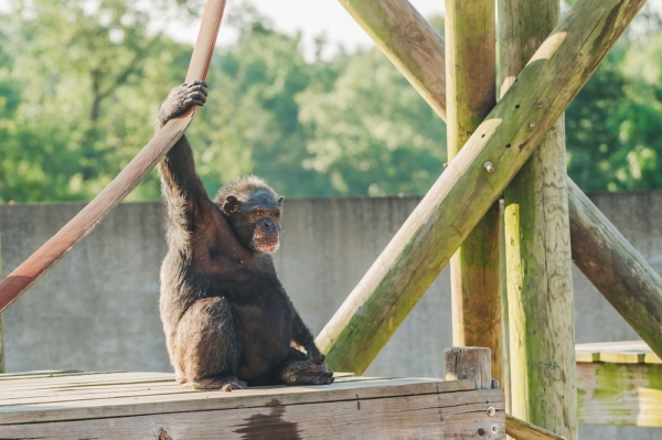 Robbie - Chimp Haven