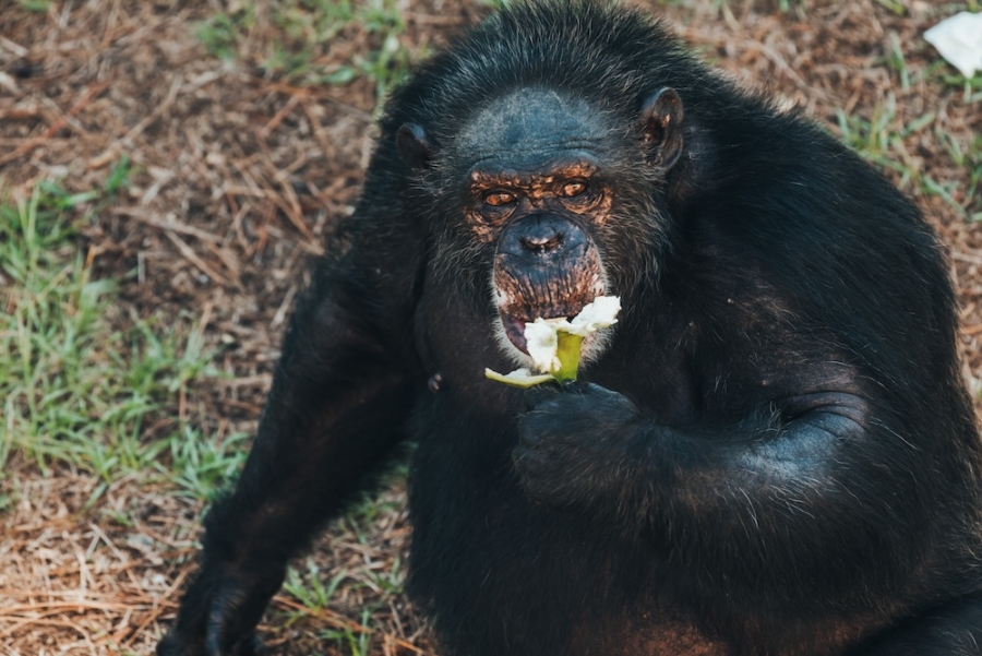 Robbie - Chimp Haven