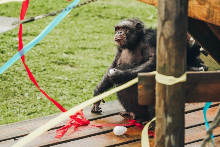 Robbie - Chimp Haven