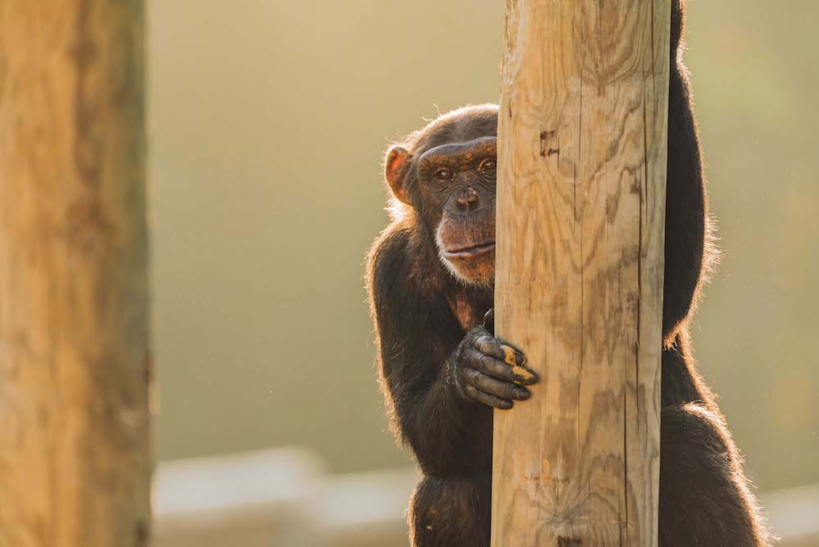 What To Expect at Chimp Haven Sanctuary Visit? Find Out More