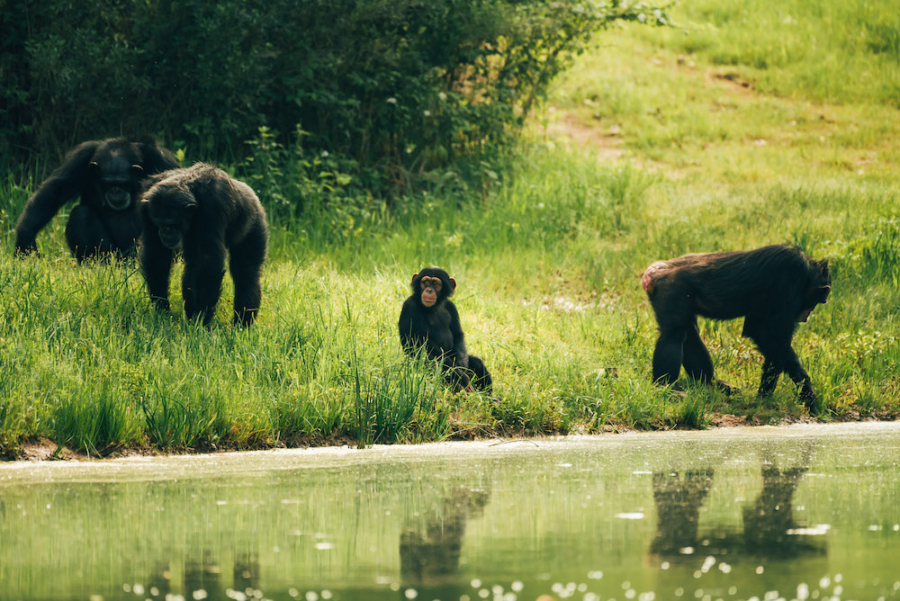 What To Expect at Chimp Haven Sanctuary Visit? Find Out More