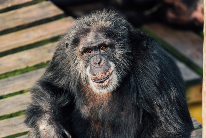 What To Expect at Chimp Haven Sanctuary Visit? Find Out More
