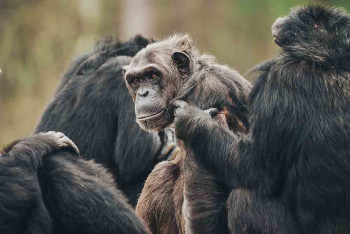 What To Expect at Chimp Haven Sanctuary Visit? Find Out More
