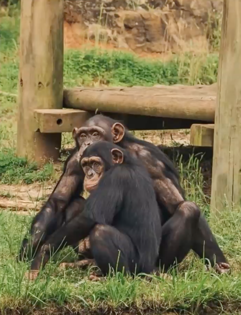 Chimp Haven Webinars - Watch Now - Don't Miss Out